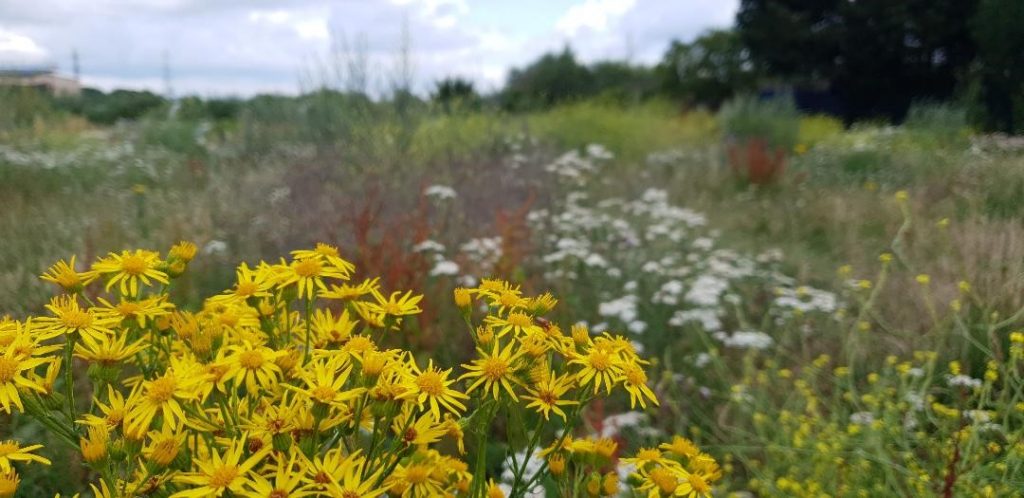Visit to BedZED Zero Carbon housing community
